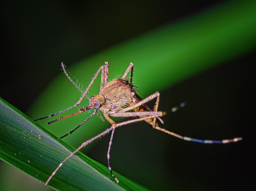 How to Cure Malaria Faster - Kairos Healthcare | Best, affordable ...